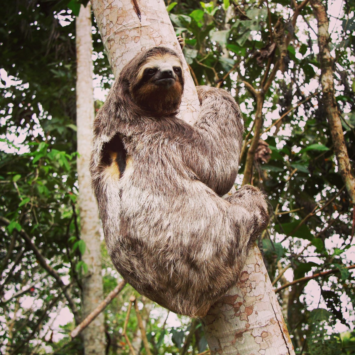 Un paresseux en voyage - Café Puro Fairtrade