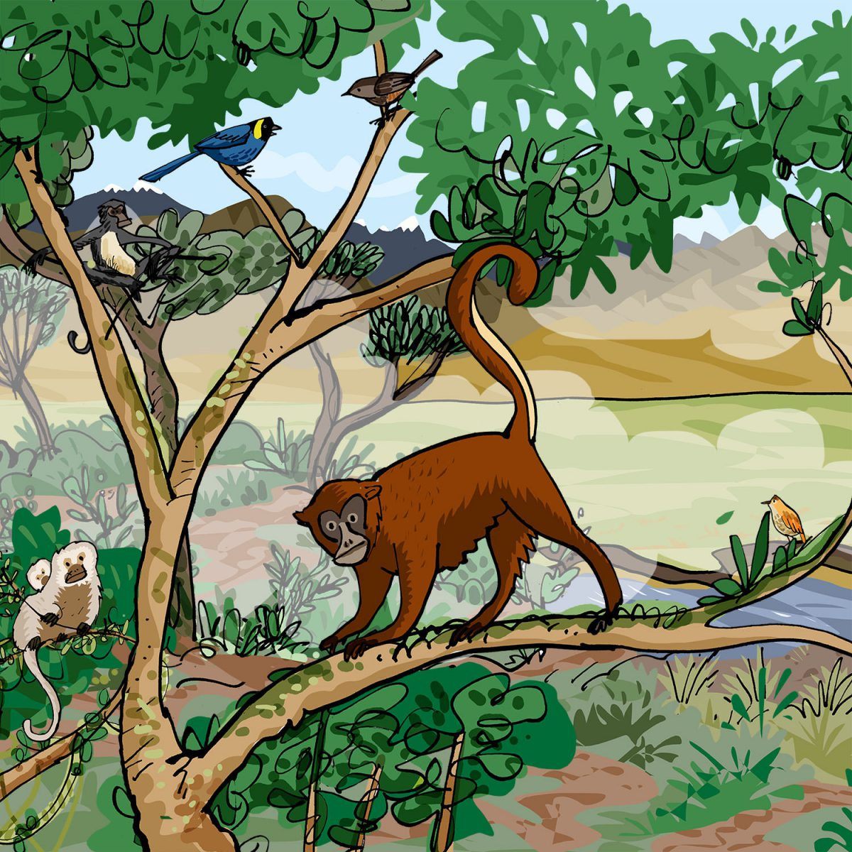 Yellow Tailed Monkey Reserve